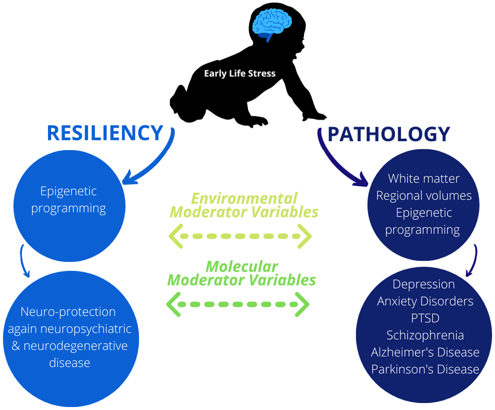 Early life... | Molecular Psychology: Brain, Behavior, and Society